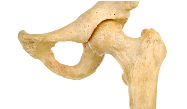 Irregular Bones In The Skeletal System